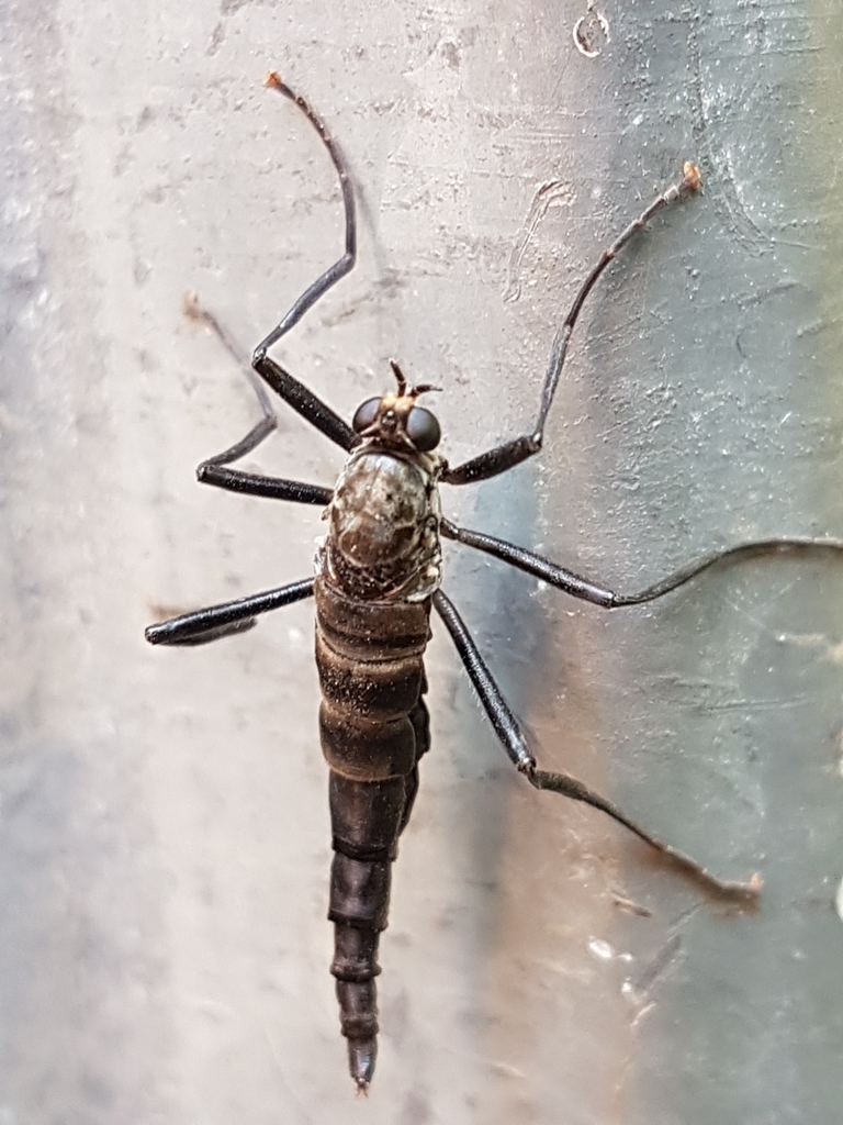 Australian Wingless Soldier Fly in April 2018 by savage1. Field Notes ...