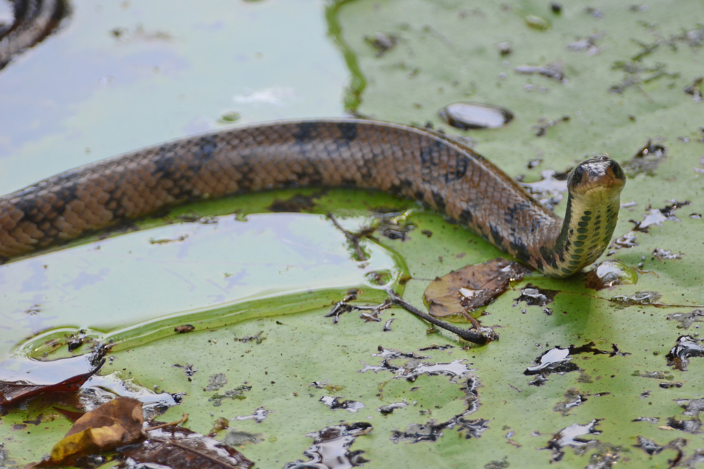 False Water Cobra from Iranduba - AM, 69405-000, Brasil on August 5 ...