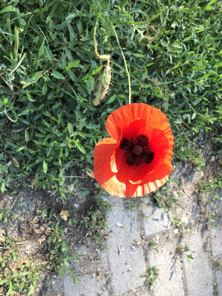 common poppy from 2400 Dunaujvaros, Dunaujvaros, Fejér, HU on May 20 ...