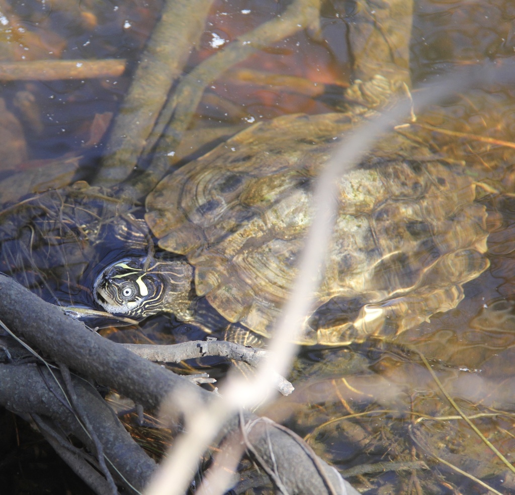 Ouachita Map Turtle from Harding Hwy, Malaga, NJ, US on March 13, 2022 ...
