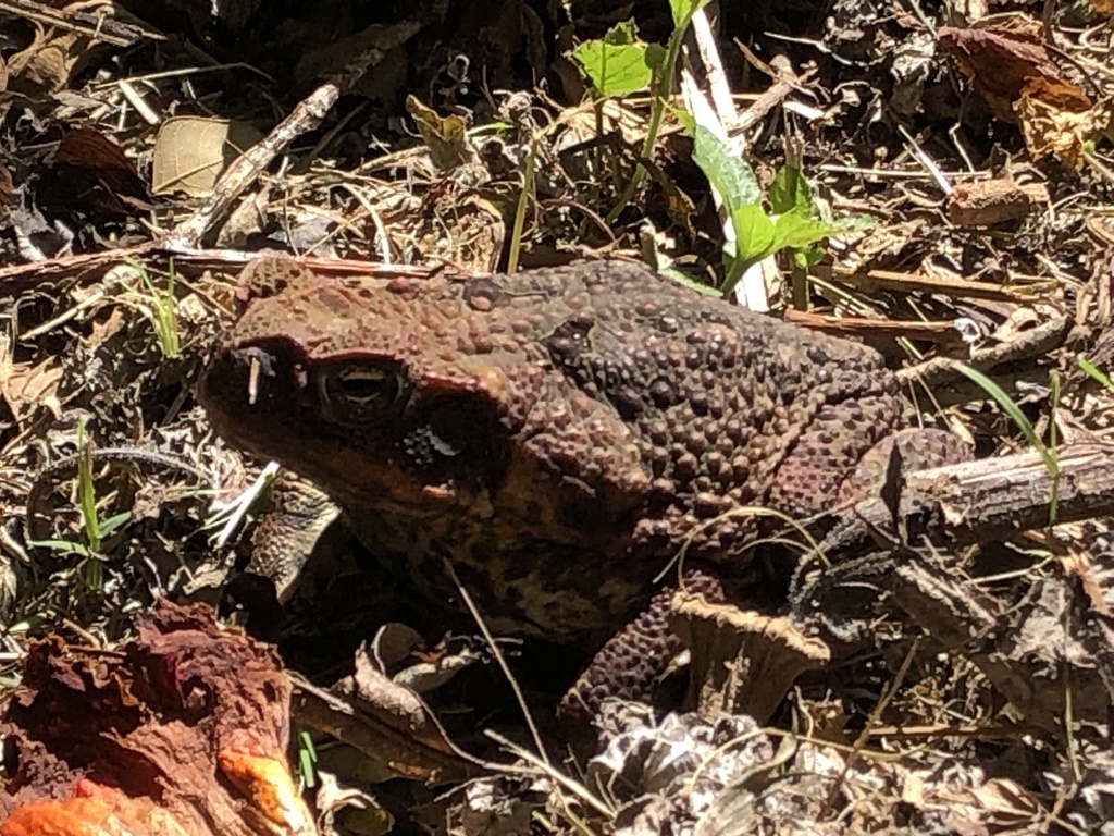 Cane Toad from Jamaica, Saint Mary, Middlesex County, JM on March 13 ...