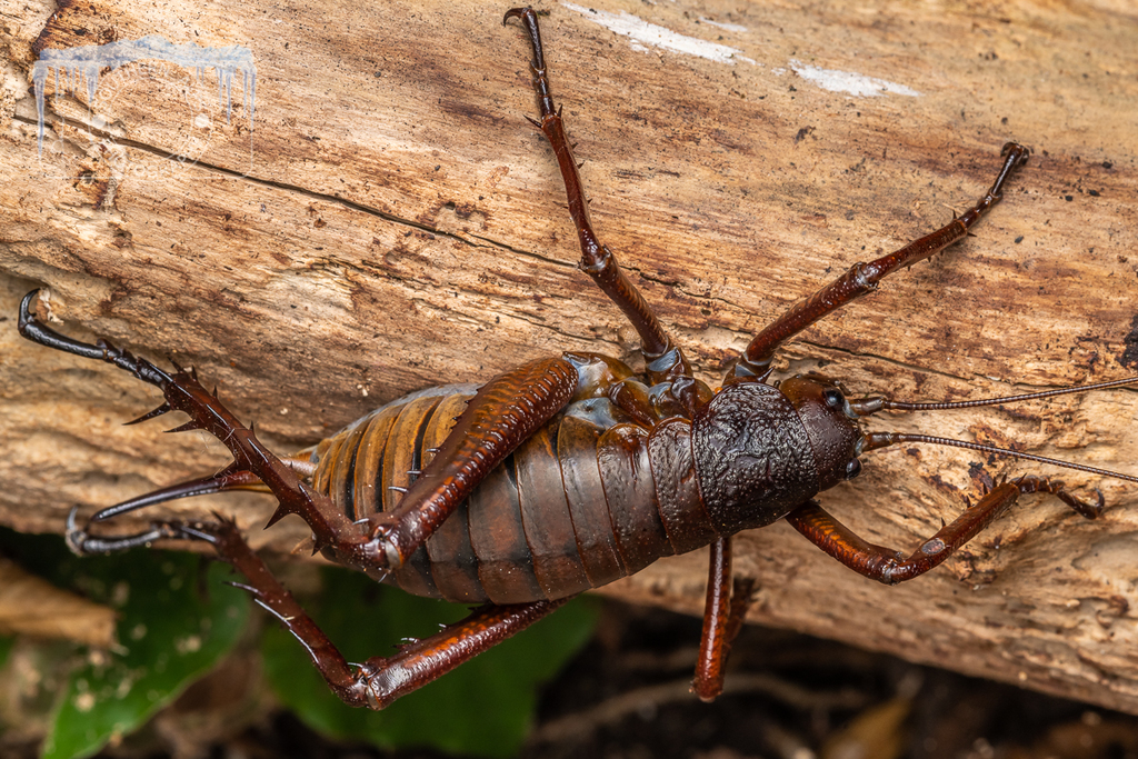 Mahoenui Giant Weta from Maungatautari, New Zealand on March 13, 2022 ...