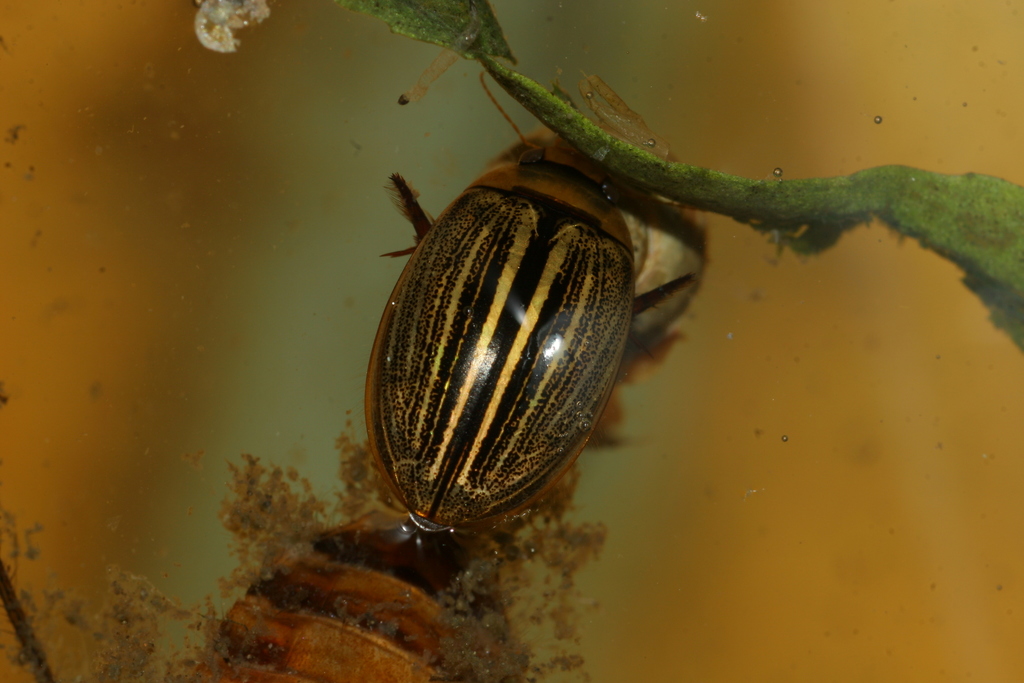 Hydaticus grammicus from 대한민국 충청남도 태안군 원북면 on May 19, 2007 at 02:17 PM ...