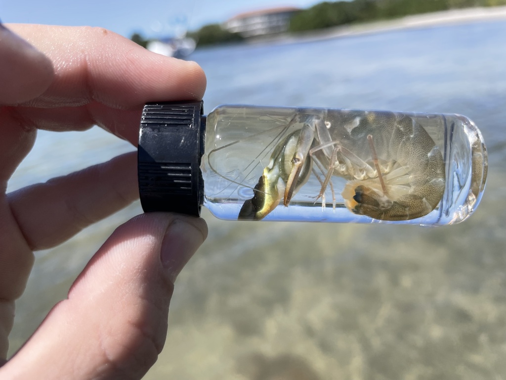 Bigclaw snapping shrimp from Tampa Bay, Saint Petersburg, FL, US on ...