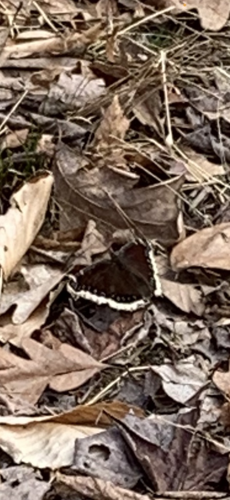 Mourning Cloak from Broad Acres Rd, Blackstone, VA, US on March 8, 2022 ...