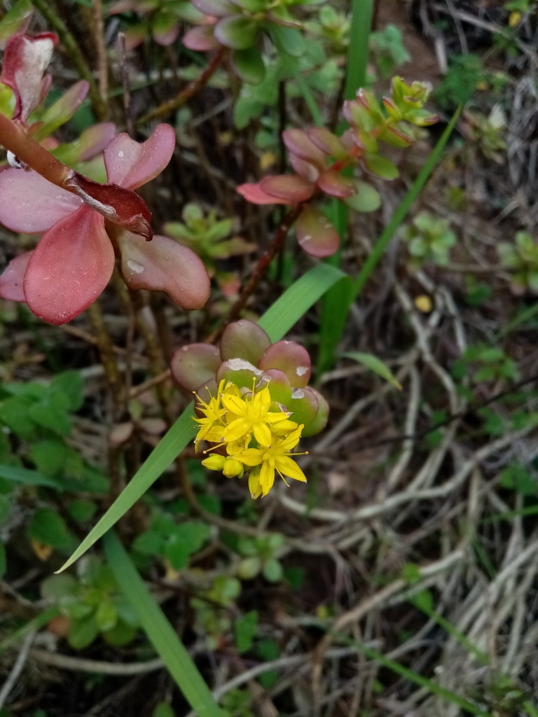 Lesser Mexican-stonecrop from San Andrés Chicahuaxtla on March 13, 2022 ...