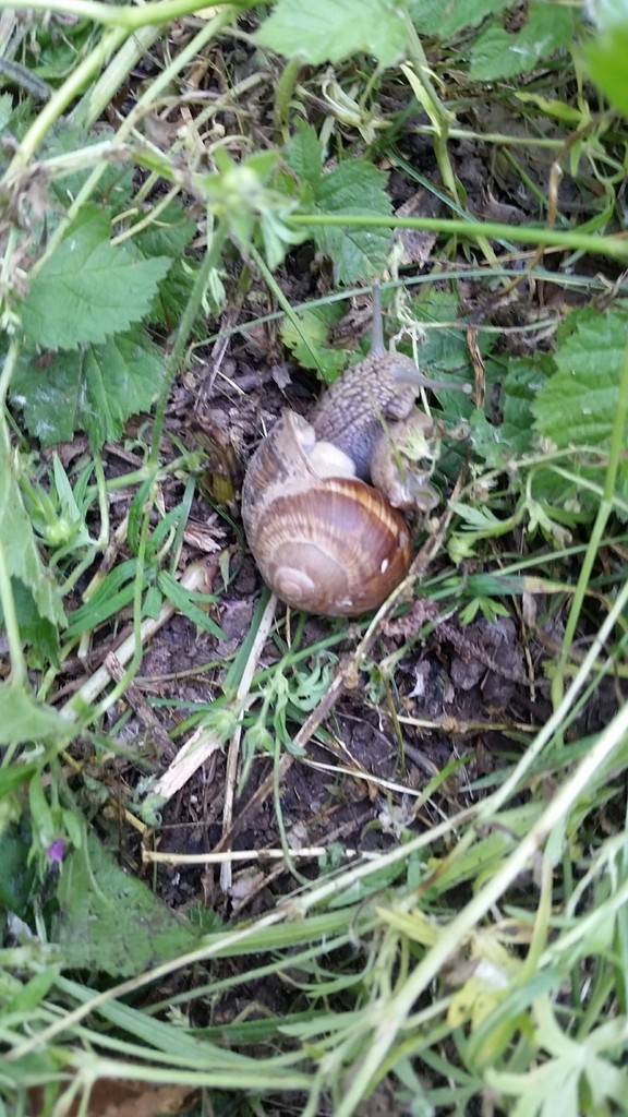Turkish Snail from Cremona, Lombardia, IT on May 20, 2018 at 11:05 AM ...