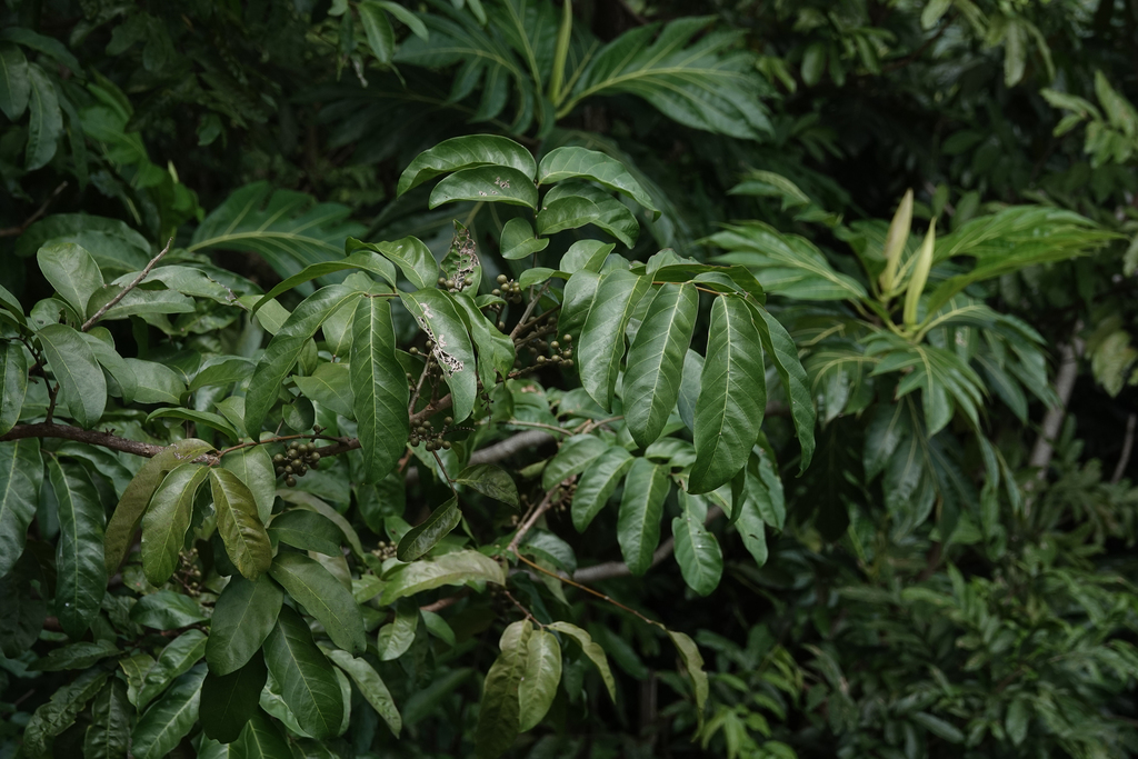 American muskwood from Río Grande, Puerto Rico on March 13, 2022 at 11: ...
