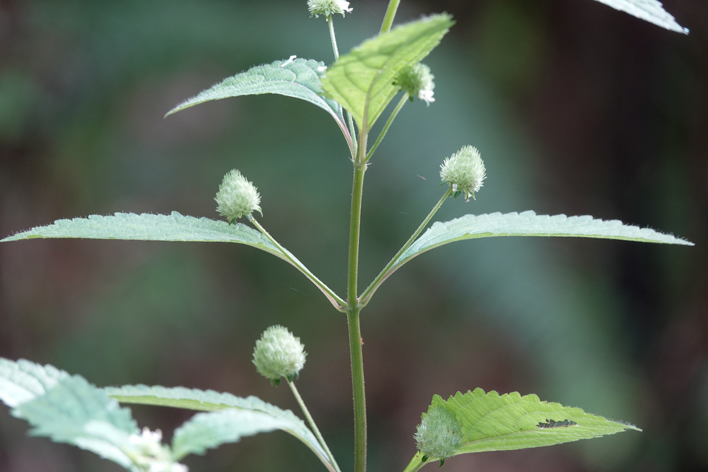 false ironwort from Sabana, Luquillo, Puerto Rico on March 13, 2022 at ...