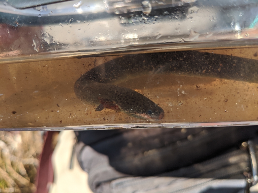 Eastern Lesser Siren from Hurlburt Field, FL 32544, USA on March 4 ...