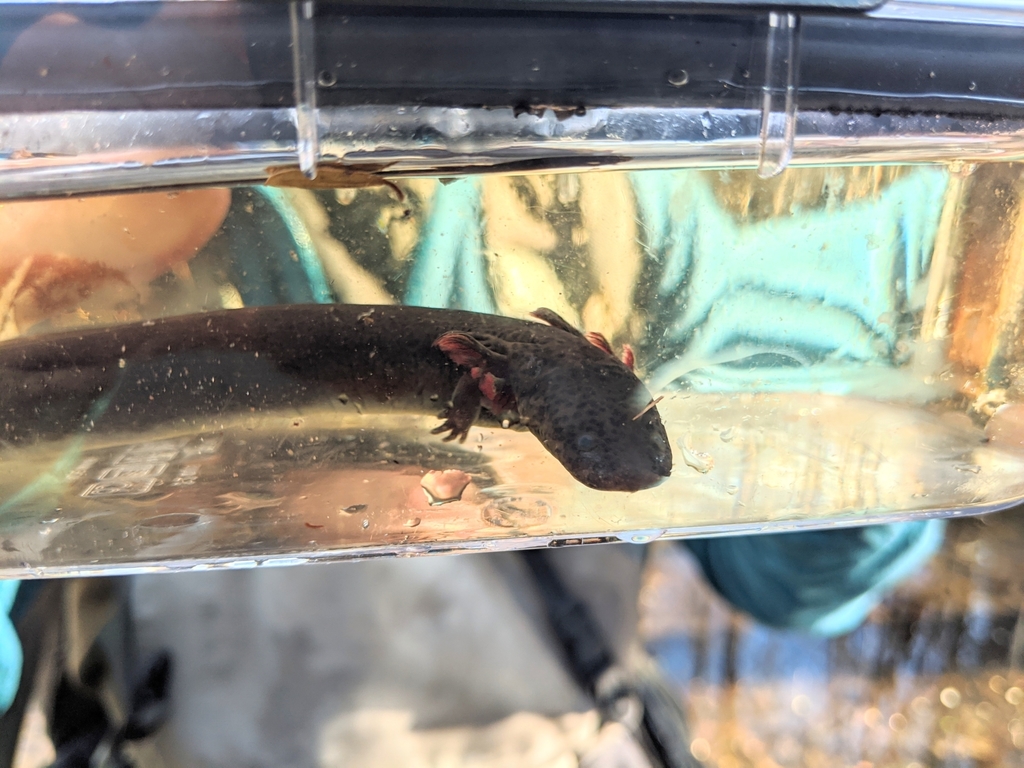 Eastern Lesser Siren from Hurlburt Field, FL 32544, USA on March 2 ...