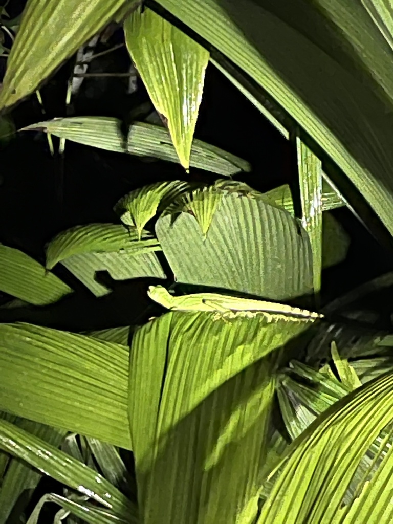Green Basilisk from Centro Agronómico Tropical de Investigación y ...