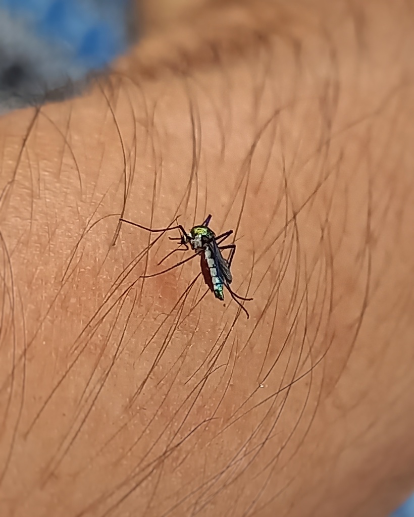 Haemagogus from Patos - PB, Brasil on March 12, 2022 at 01:43 PM by ...