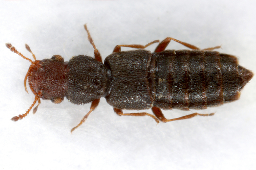 Euaesthetus bipunctatus · iNaturalist