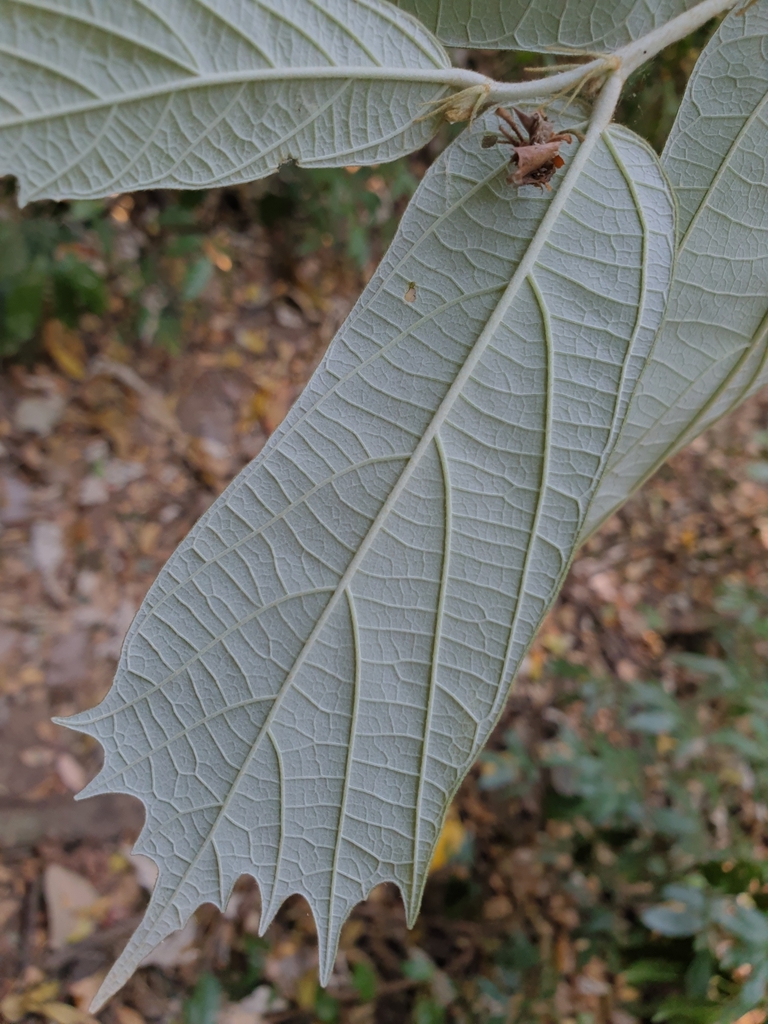 Pterospermum reticulatum in March 2022 by Navendu Page · iNaturalist