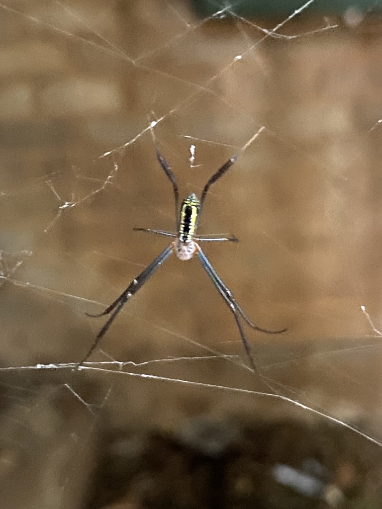 Hairy Golden Orb-weaving Spider from Hoefyster Crescent, Roodeplaat, GP ...
