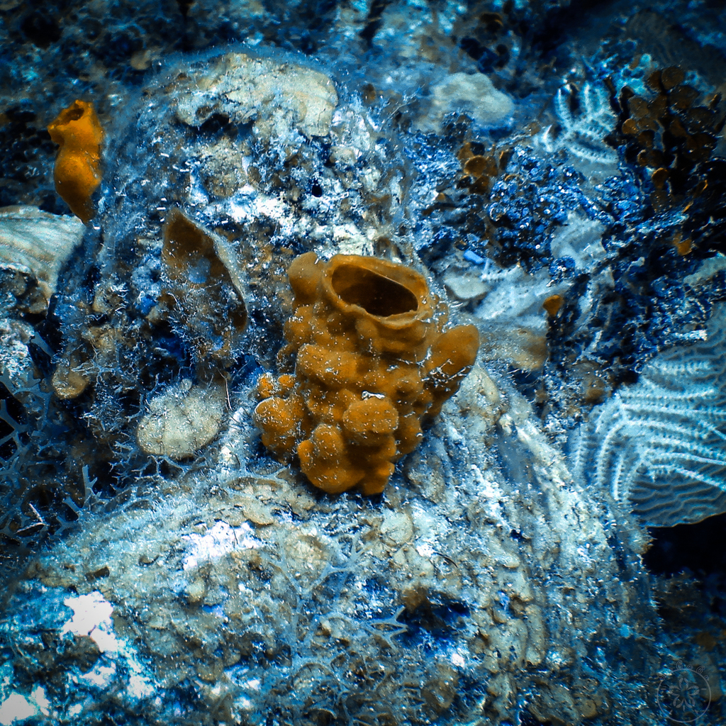 Sea Cauliflower from Mahahual, Q.R., México on March 7, 2022 at 02:08 ...