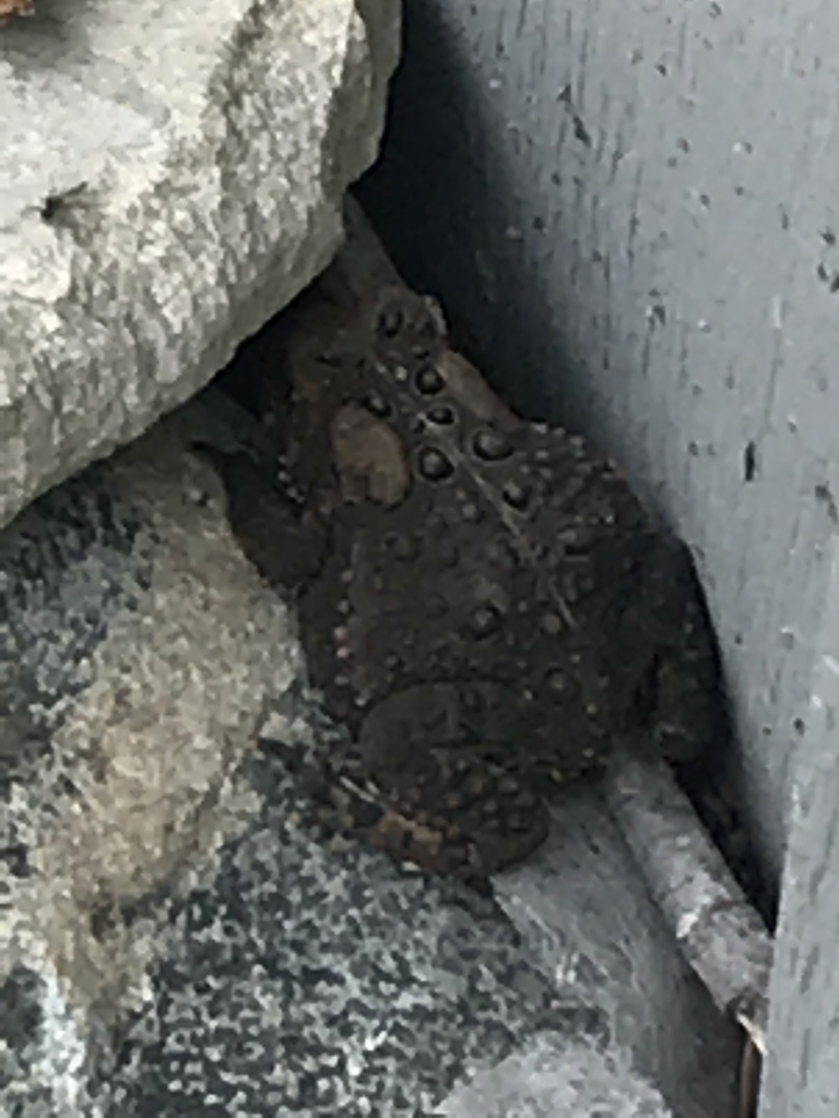 American Toad from 93 Cedar Crest Beach Rd, Clarington, ON, CA on May ...