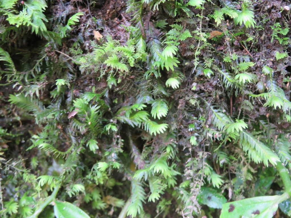 quill moss from Pumdi Bhumdi, Nepal on February 14, 2022 at 01:33 PM by ...