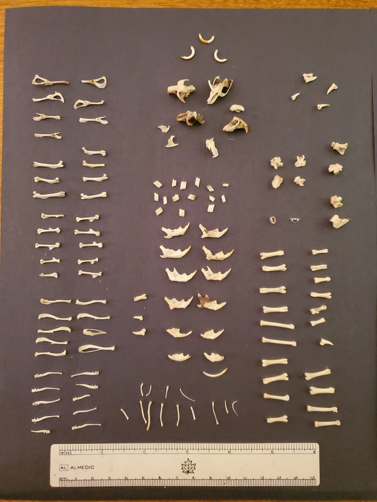 Meadow Vole in March 2022 by Thomas Hossie. Bones recovered from Great ...