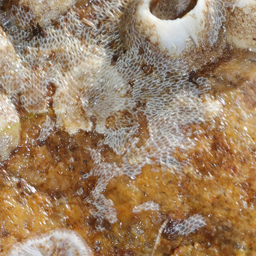 Conopeum from Groton, CT, USA on March 14, 2022 at 11:14 AM by Flown (f ...