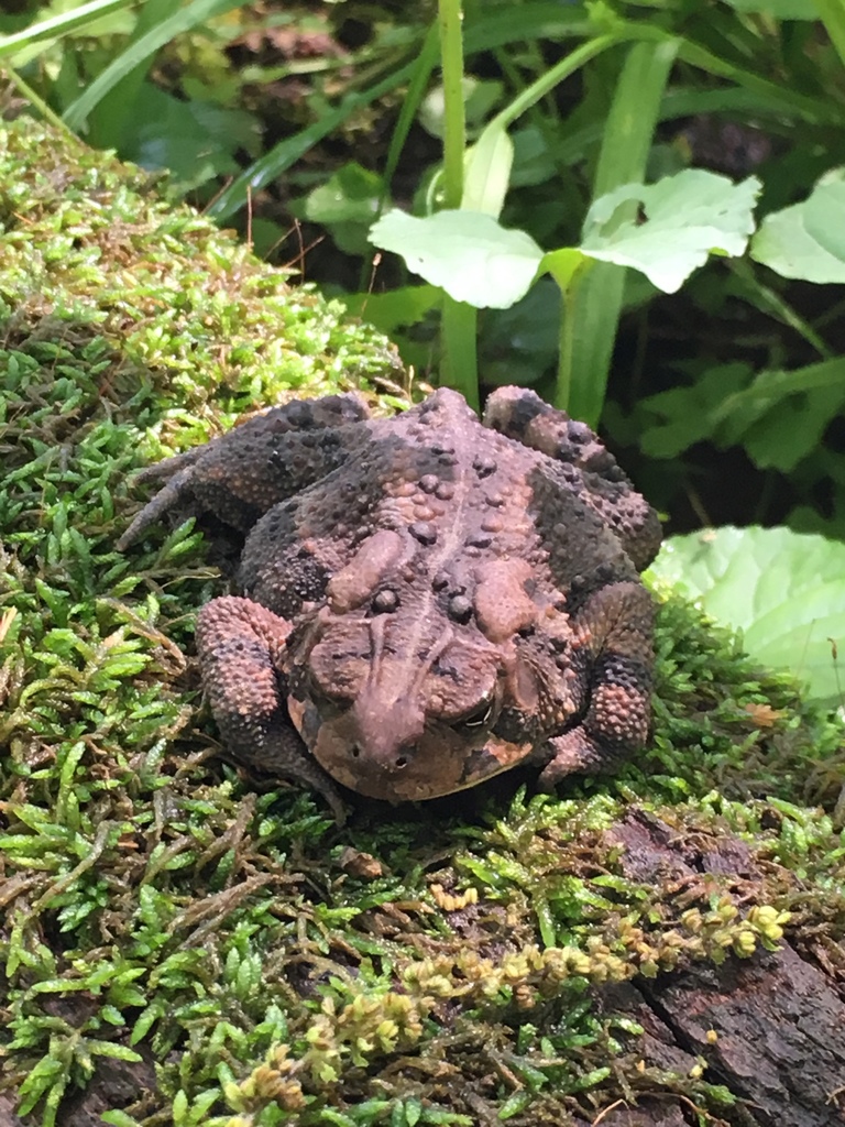 American Toad from 400 Chapel Rd, Hanover, PA, US on May 20, 2018 at 11 ...