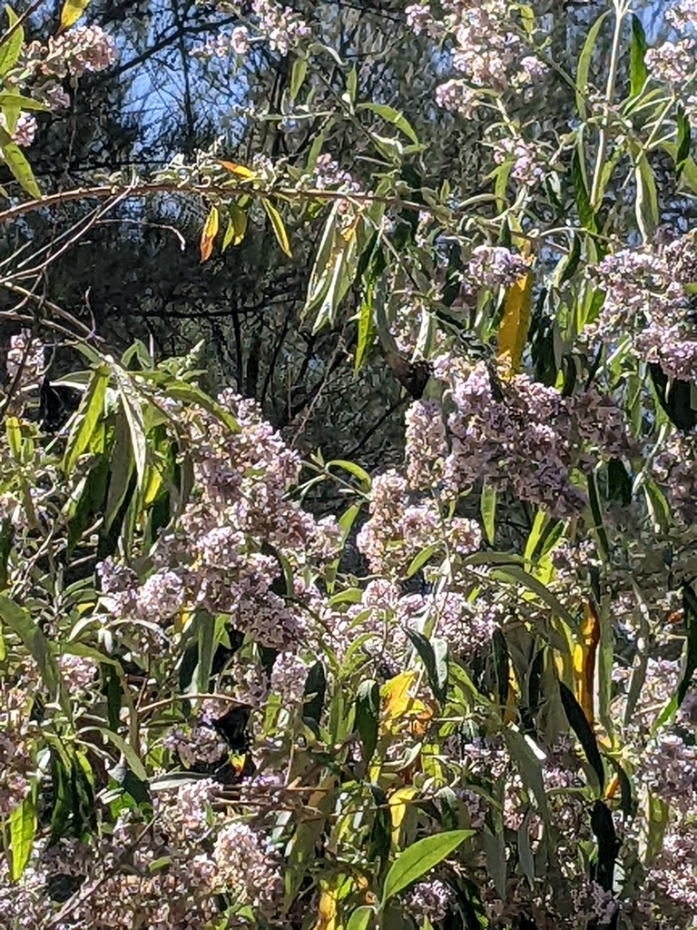 Rio Grande Butterfly-bush from Superior, AZ 85173, USA on March 14 ...