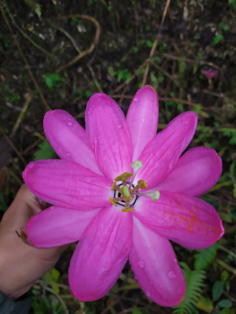 Passiflora coactilis from Otavalo, Ecuador on June 08, 2021 at 09:46 AM ...