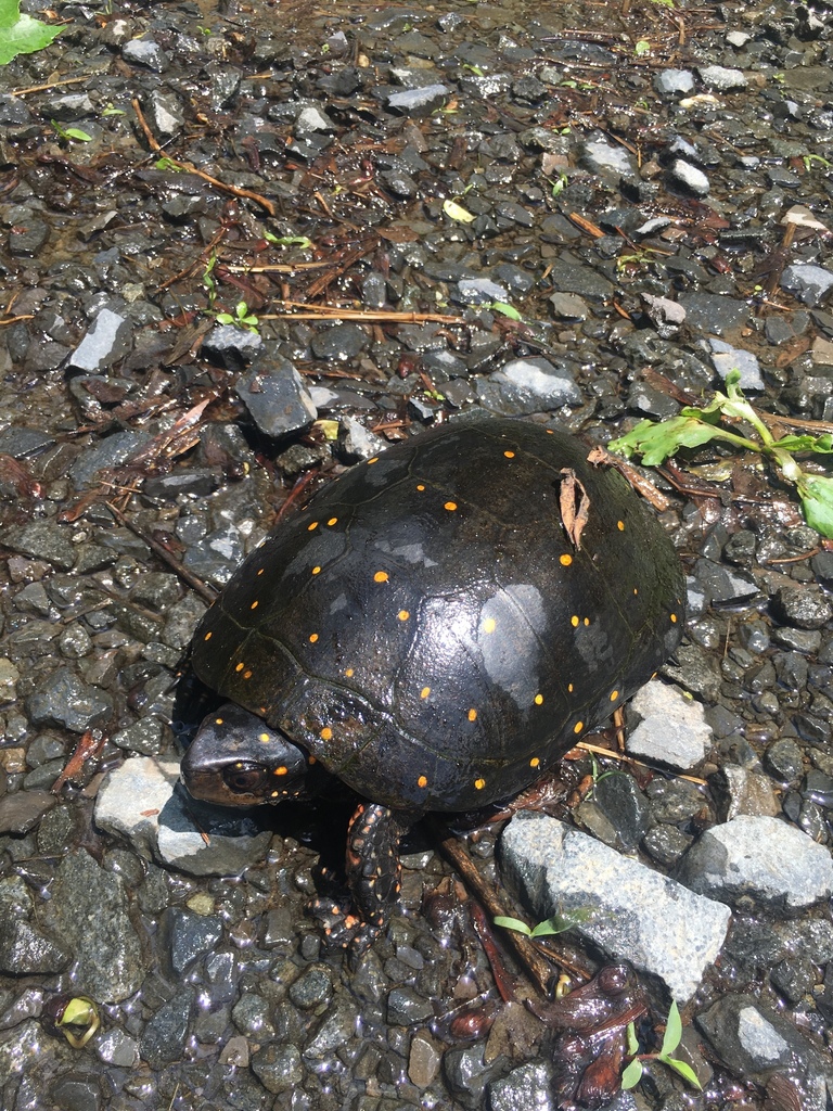 Spotted Turtle in May 2018 by opheodrys · iNaturalist