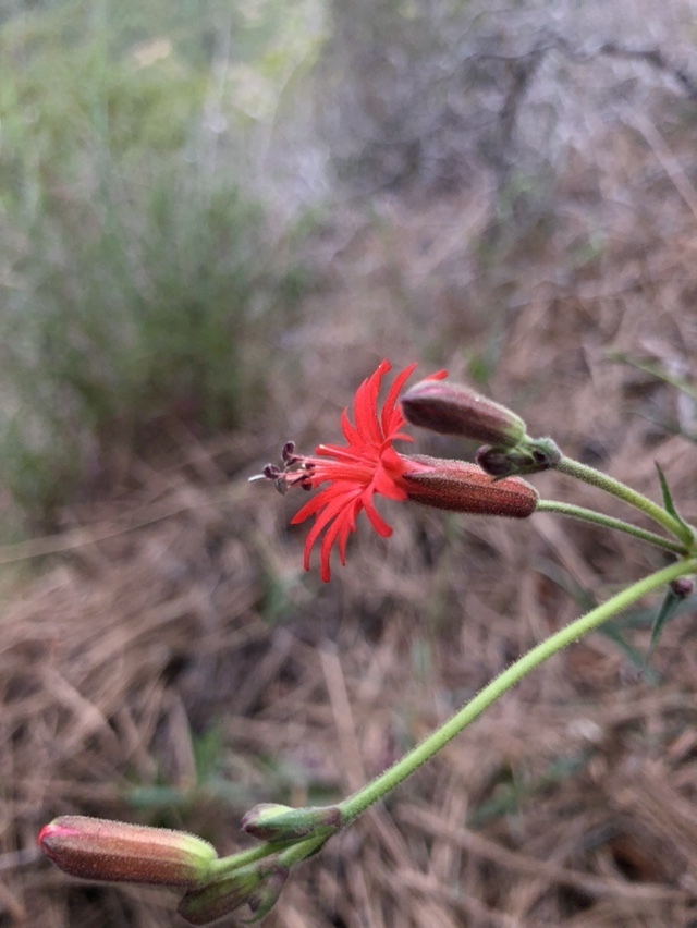 cardinal catchfly from 1230 Oribia Rd, San Diego, CA, US on May 20 ...