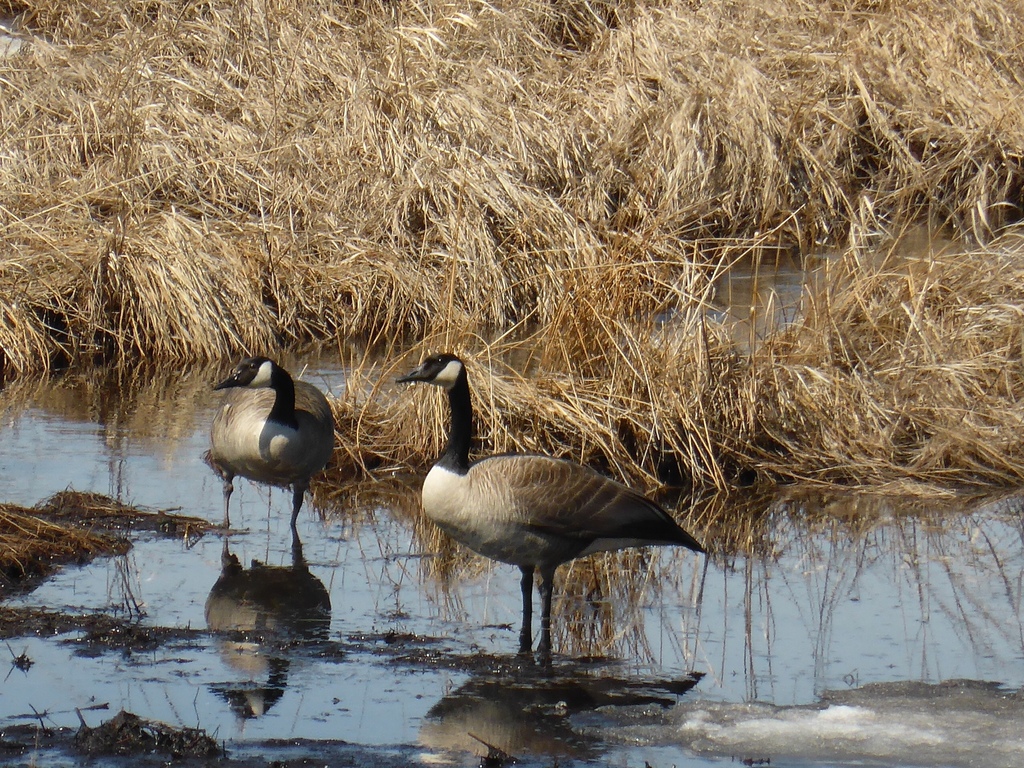 Canada Goose from 6899 E County Road M, Gordon, WI, US on April 23 ...