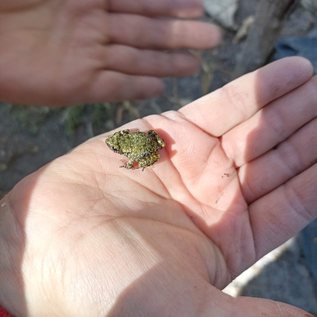 Spotted Chirping Frog from Ojo de Agua, San Luis de la Paz, Gto ...