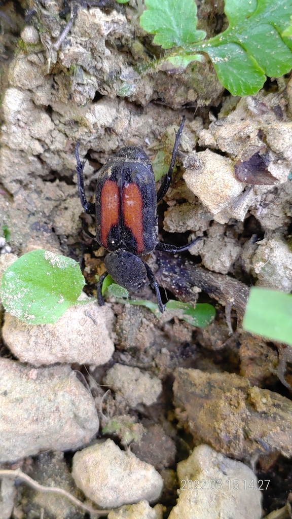 Clinterocera from 236台灣新北市土城區清化里 on March 15, 2022 at 02:26 PM by 陳文彬 ...