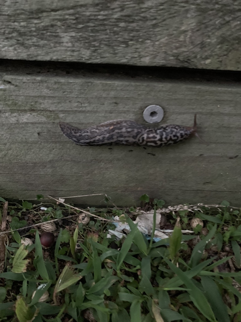 Leopard Slug from Lakehaven Dr, Sussex Inlet, NSW, AU on March 15, 2022 ...