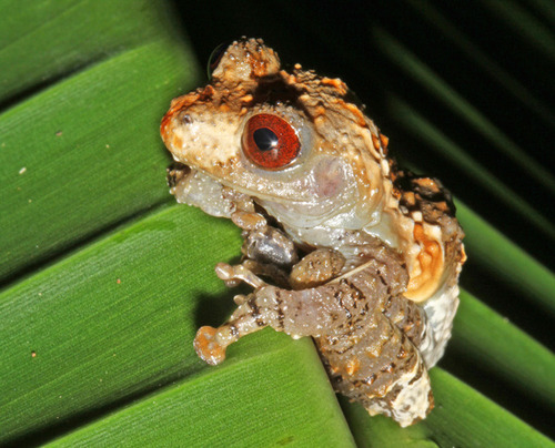 sifasv_vietnam's Identifications · iNaturalist