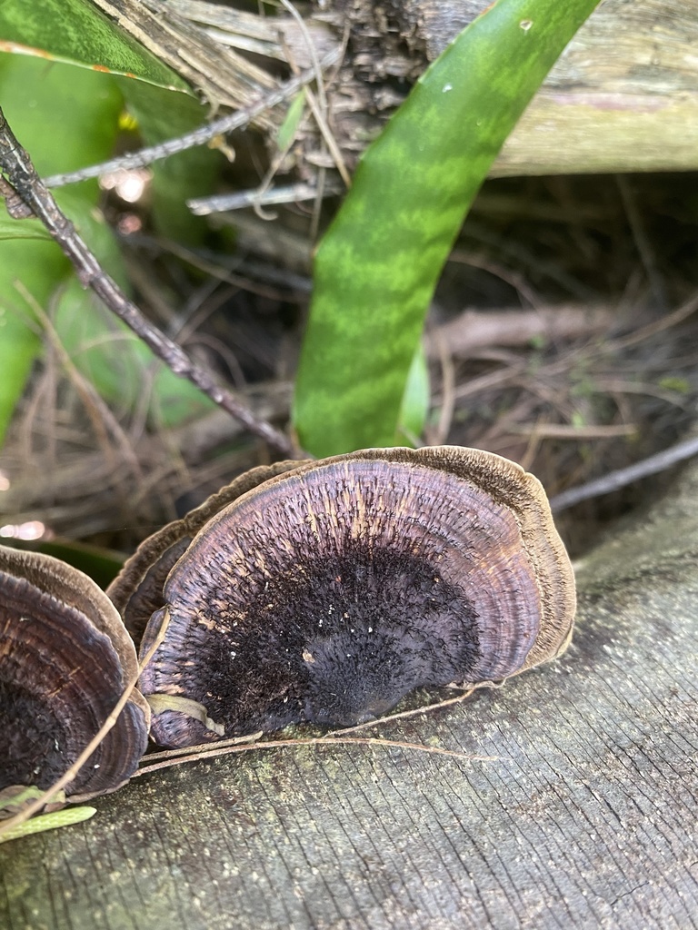 mushrooms, bracket fungi, puffballs, and allies from Puerto Rico, San ...