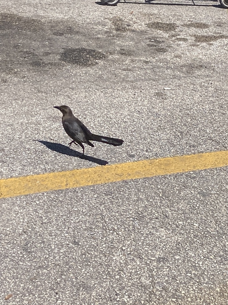 Great-tailed Grackle from Gessner Rd, Houston, TX, US on March 15, 2022 ...