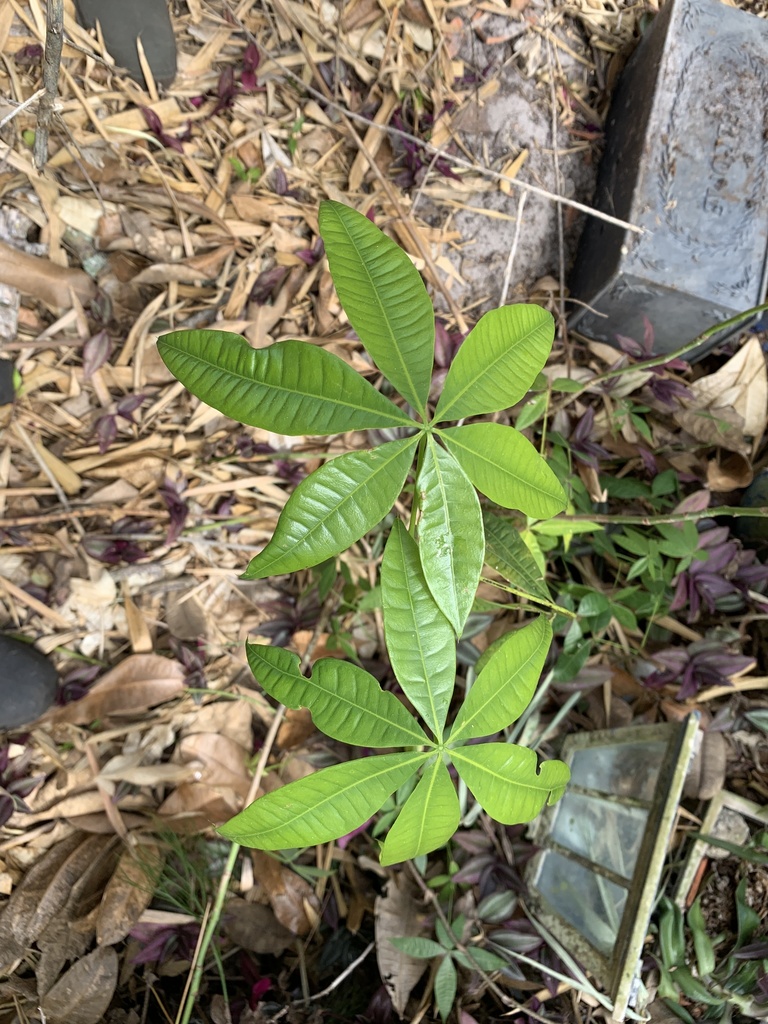 provision tree from Limpkin Rd, Naples, FL, US on March 15, 2022 at 02: ...