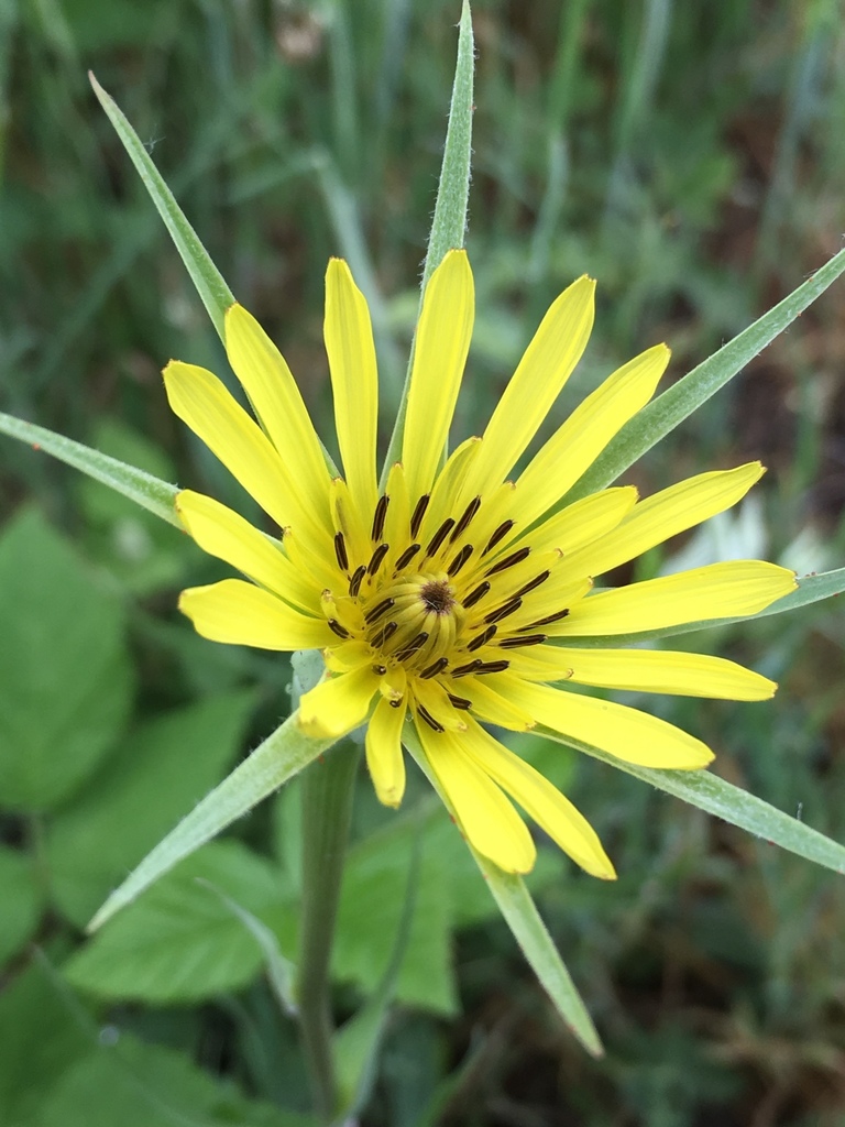 Yellow Salsify from 51100 Χασίων, , Γρεβενά, GR on May 8, 2018 at 10:55 ...