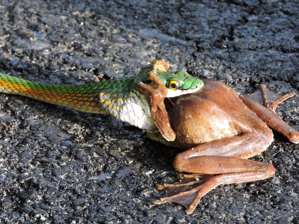 Oliver's Parrot Snake from Tunapuna/Piarco Regional Corporation ...