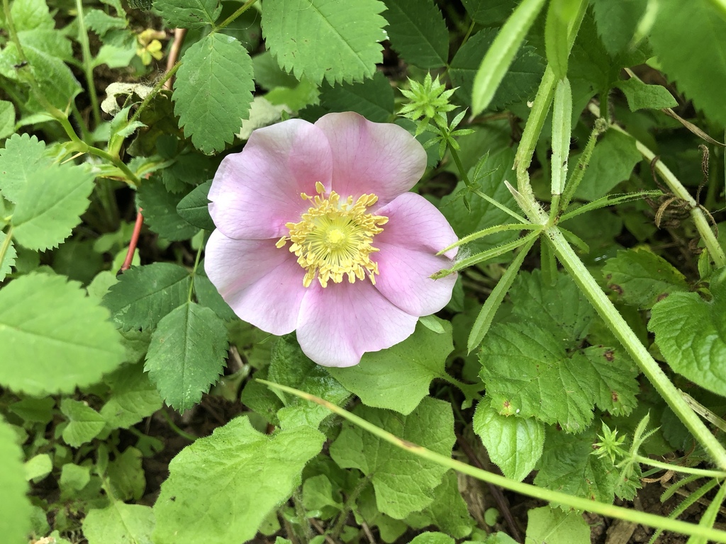 California Wild Rose from Quarry Rd, Springfield, OR, US on May 20 ...