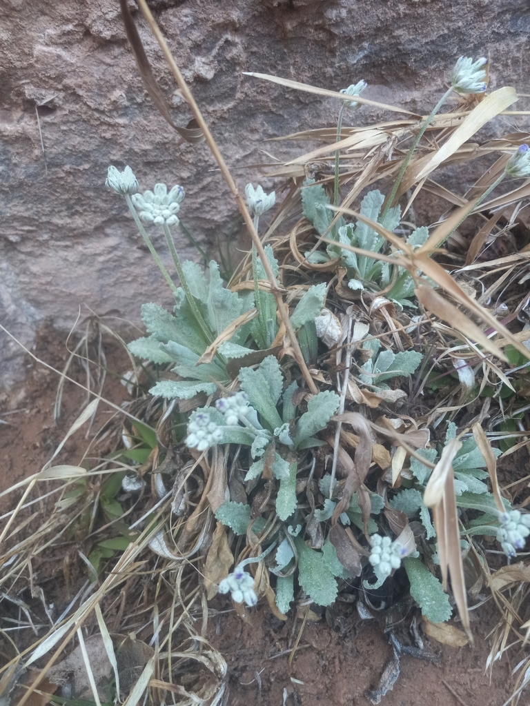 Cave-dwelling Primrose from Grandstaff Canyon on March 12, 2022 at 05: ...