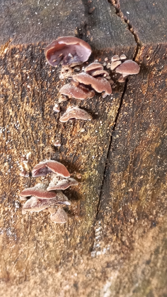 Ear fungus from Ballito, Dolphin Coast, 4399, South Africa on March 15 ...