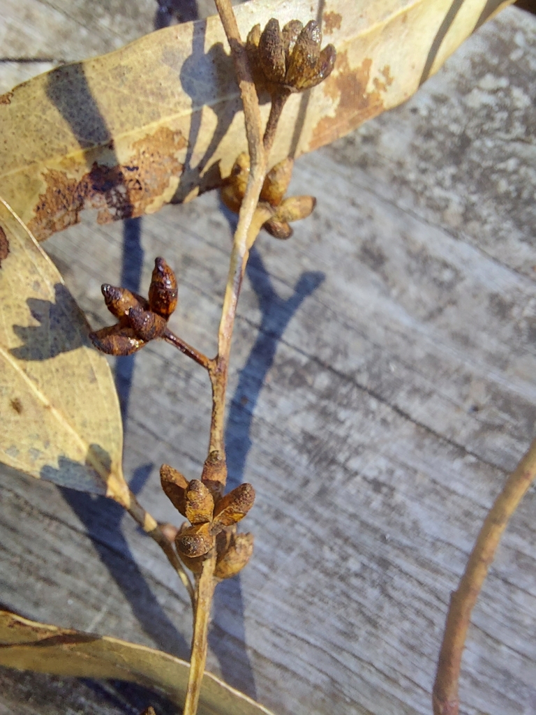 Shining Gum from Eildon VIC 3713, Australia on March 14, 2022 at 10:05 ...