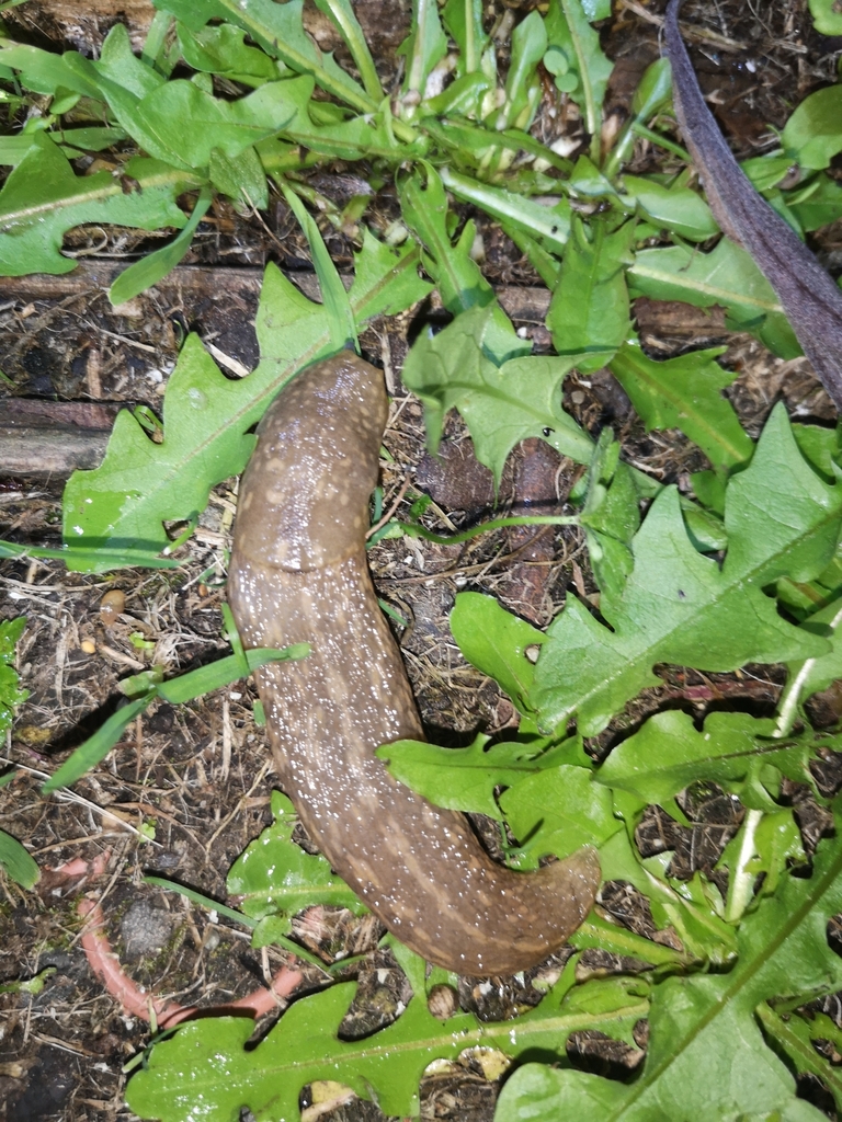 Yellow Cellar Slug from Northland, Wellington, New Zealand on March 16 ...