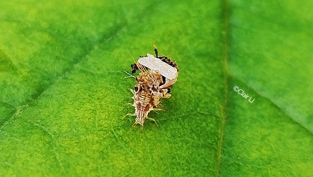 Mallada basalis from 澳大利亚新南威尔士州悉尼 on March 16, 2022 at 04:11 PM by ...