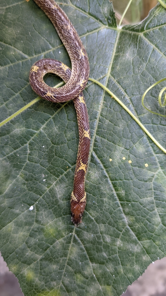 Indian Wolf Snake from 2/C, Modern Park, Santoshpur, Kolkata, West ...
