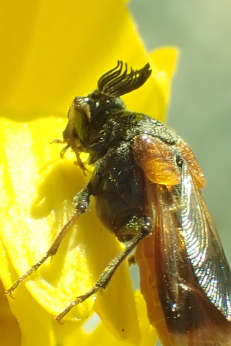 Ripiphorus popenoei · iNaturalist