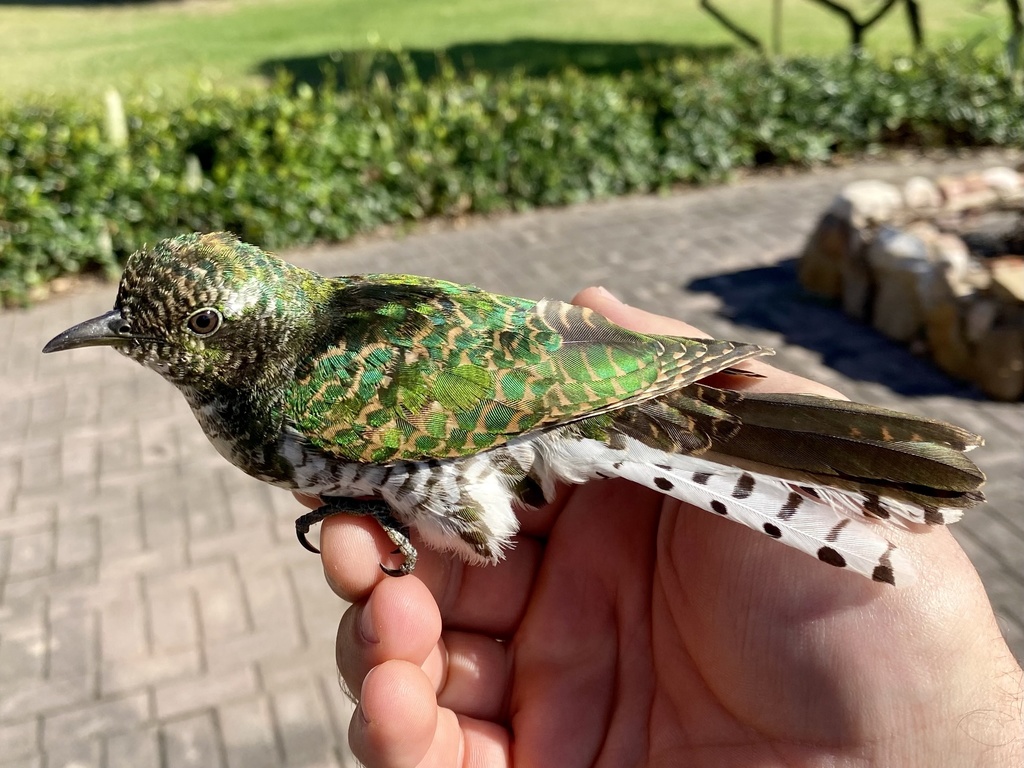 Klaas's Cuckoo from Upper Voorbrug Road, Groot Brakrivier, WC, ZA on ...
