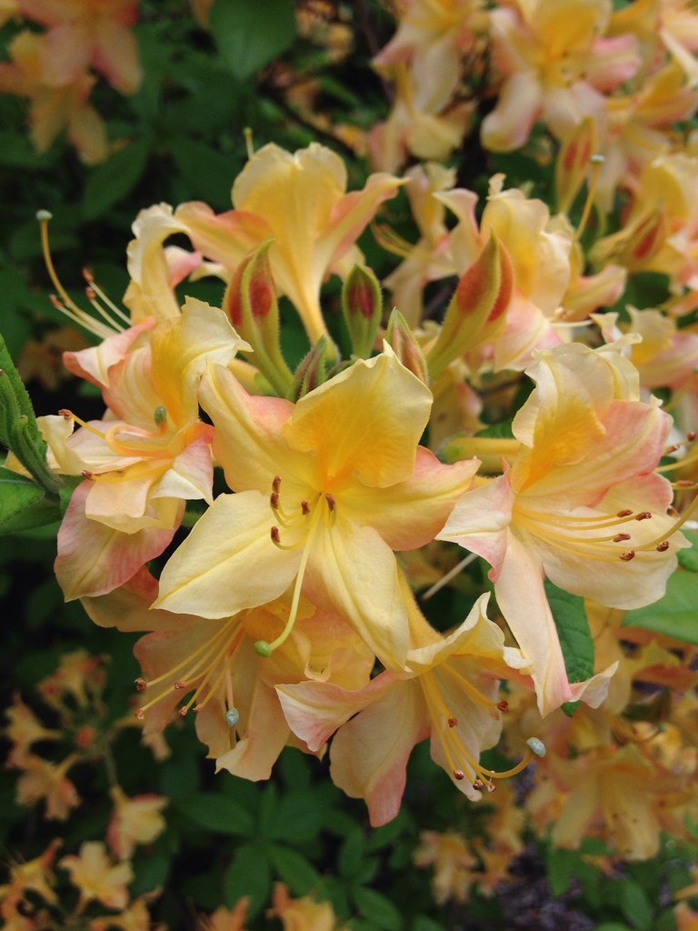 Flame Azalea from Oregon State University, Corvallis, OR, US on May 20 ...